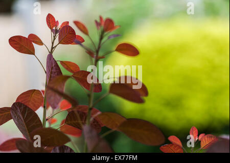 Cotinus coggyria 'Royal Purple' Smoke Bush Stock Photo - Alamy