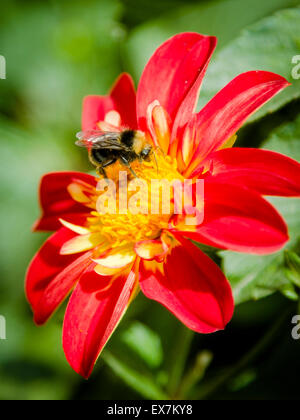bright insect bumblebee on a flower with red and yellow petals close-up ...
