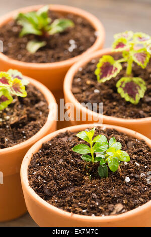 Selective focused coleus plant close up with beautiful decorative ...