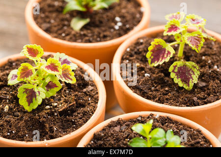 Selective focused coleus plant close up with beautiful decorative ...