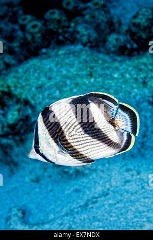 Banded Butterfly Fish Stock Photo - Alamy