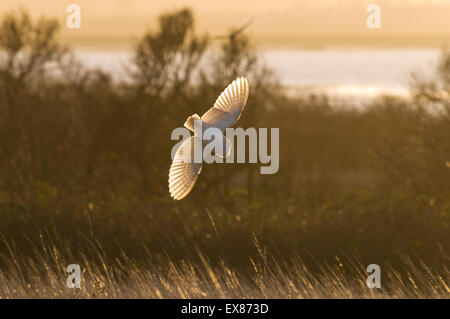 Barn Owl swooping in flight Stock Photo: 53799453 - Alamy