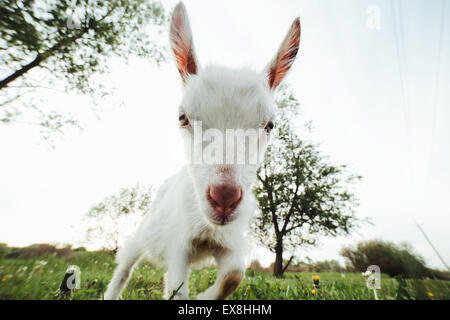 Goatling watching right in camera Stock Photo - Alamy