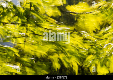 An Oak tree swaying in the breeze Stock Photo - Alamy