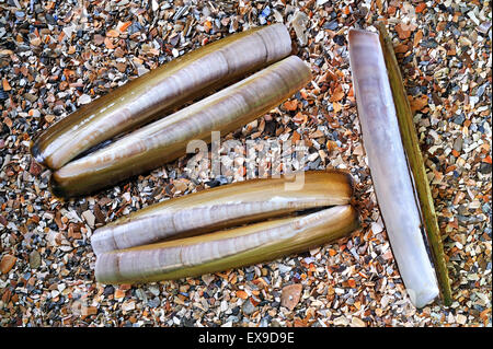 Atlantic jackknife razor clams close up served on cooking pan on sea ...