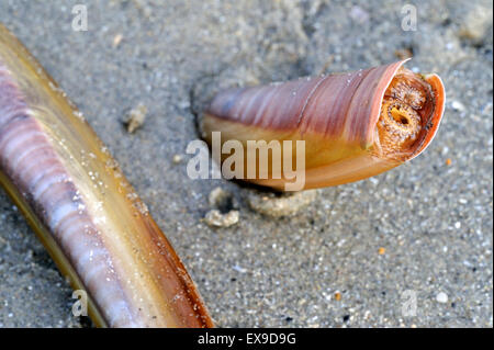 Alive Atlantic jackknives / American jackknife clam / razor clams ...