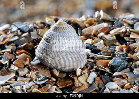 Grey top shell (Gibbula cineraria) on a Kelp leaf, Moere coastline ...