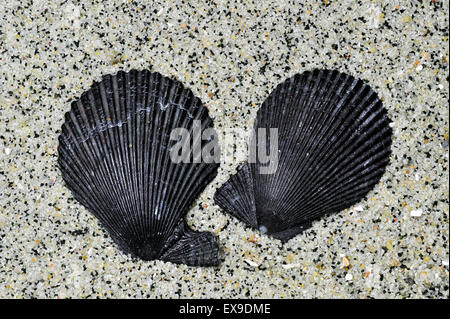 Variegated scallop (Chlamys varia / Mimachlamys varia) shell on white ...