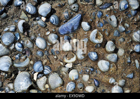 Fossil sea shells embedded in rocks Stock Photo - Alamy