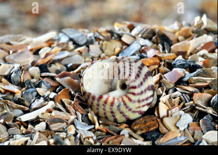 Flat top shells (Gibbula umbilicalis) in rock pool at low tide, UK ...