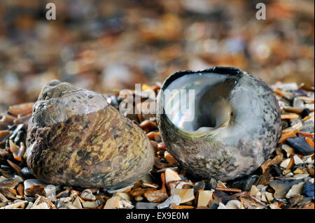 Trochidae with Pennant's top shell (Gibbula pennanti), Flat top shell ...