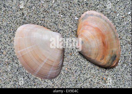Rayed trough shells (Mactra stultorum cinerea / Mactra corallina ...
