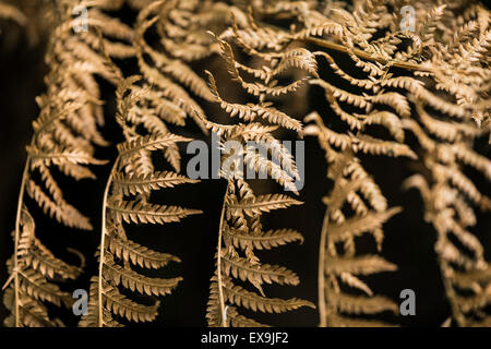 The dried fronds of a fern Stock Photo - Alamy