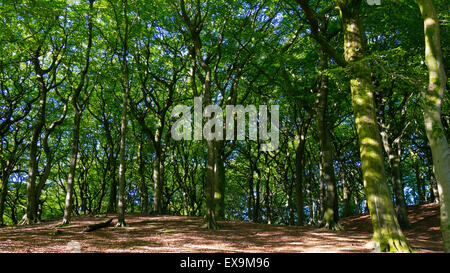 Beech trees at Tandle Hill Country Park, Royton, Oldham, UK Stock Photo ...