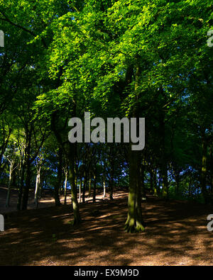 Beech trees at Tandle Hill Country Park, Royton, Oldham, UK Stock Photo ...