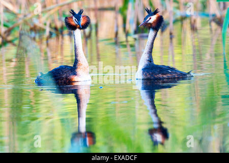 Great Crested Grebes doing their courtship dance Stock Photo - Alamy