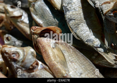 a bunch of all sorts of different dried fish Stock Photo - Alamy