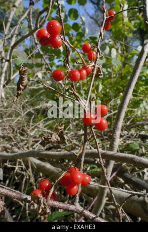 Red berries of the Black Bryony climbing plant Tamus communis twining ...