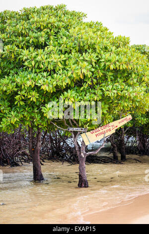 Mangrove tour sign in tree Stock Photo - Alamy