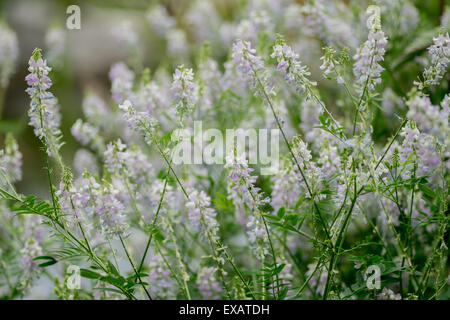 Galega officinalis in bloom Stock Photo - Alamy
