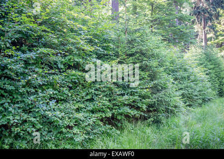 Young beech trees trees in the Northern European summer forest Fagus ...