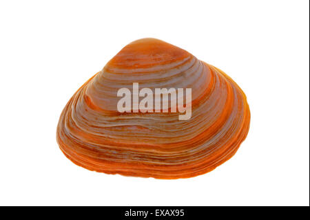 cut trough shell (Spisula subtruncata) from the Dutch North Sea coast ...