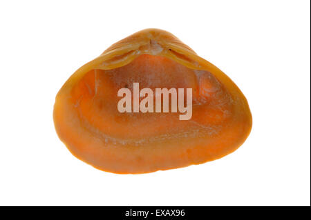 cut trough shell (Spisula subtruncata) from the Dutch North Sea coast ...