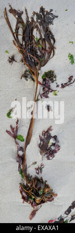 Furbellow kelp (Saccorhiza polyschides) washed ashore on beach Stock ...