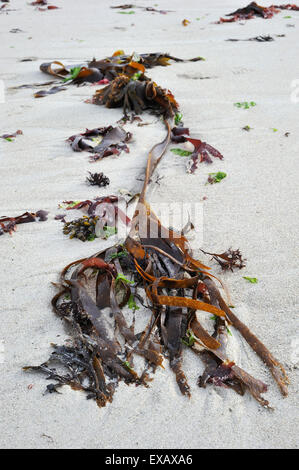 Sea kelp (Furbellow kelp Saccorhiza polyschides) holdfast root washed ...
