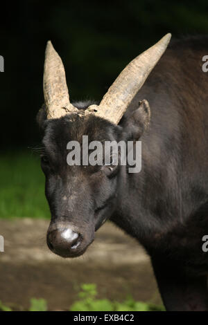 lowland anoa, midget buffalo and sapiutan, Flachland-Anoa, Anoa des ...