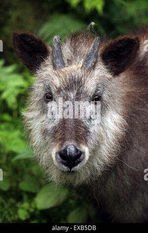 Japanese Serow (Capricornis crispus) in winter, Japan Stock Photo - Alamy