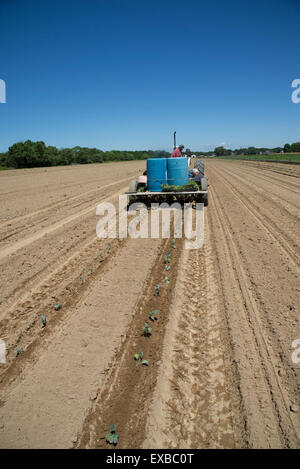 Planting seedlings from a tractor trailer on a farm in the North Fork ...