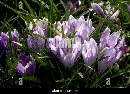 purple crocuses, Crocus longiflorus, growing wild in Glossop ...