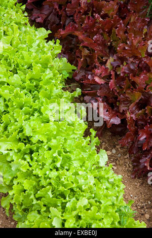 Lollo Rosso green lettuce farm fresh bio curly Lactuca sativa harvest ...