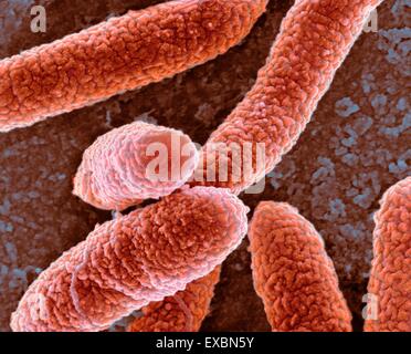 Escherichia coli bacteria, coloured scanning electron micrograph (SEM ...
