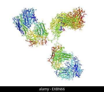Antibody molecule. Molecular structure of a monoclonal human immunoglobulin (IgG2a). IgG ...