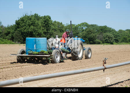 Planting seedlings from a tractor trailer on a farm in the North Fork ...