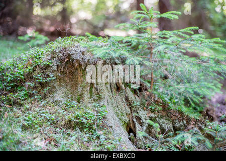 Old rotten stump with spruce seedlings,blueberries and lichens Stock ...