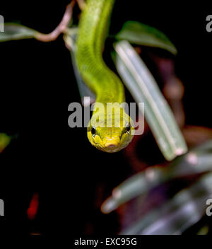 green tree snake Stock Photo - Alamy