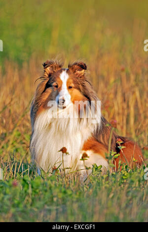 Portrait of a Sheltie Shetland Sheepdog dog lying outdoors in the ...