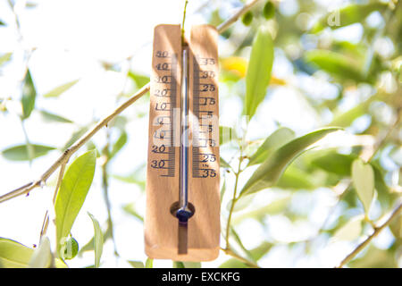 Wood Thermometer in the Olive tree Stock Photo - Alamy
