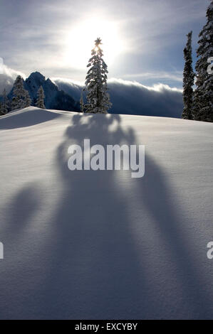 Winter tree shadow, Mt Rainier National Park, Washington Stock Photo ...