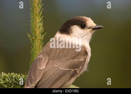 Gray Jay Mt Rainier National Park Stock Photo - Alamy