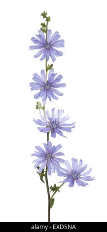 Chicory flowers, isolated on white Stock Photo - Alamy