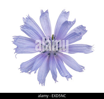 Chicory flower, isolated on white Stock Photo - Alamy