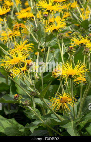 Summer border of Yellow Inula flowers Stock Photo - Alamy