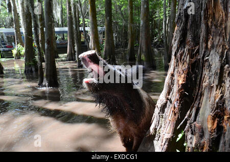 swamp pig louisiana new orleans pearl river Stock Photo - Alamy