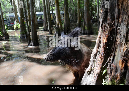 swamp pig louisiana new orleans pearl river Stock Photo - Alamy
