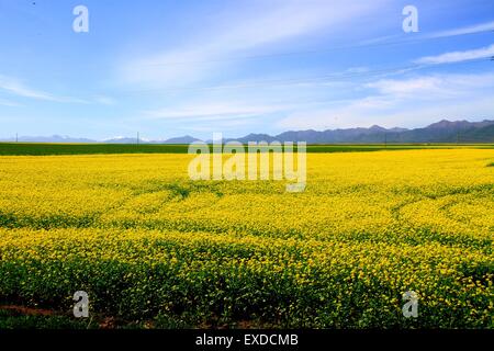 Zhangye, Shandan horse ranch in northwest China's Gansu Province. 12th ...