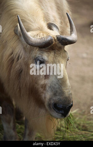 Takin wild animals endemic endangered threatened kingdom bhutan ...